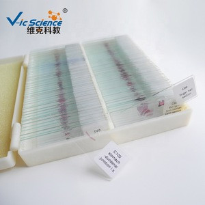 Buy 100 Pieces Of Human Tissue Microscope Slide Set For Teaching ...