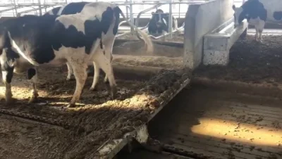 Buy Cattle Farm Cow Manure Intelligent Scraper System For Sale from ...