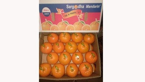 Buy Fresh Kino Mandarins Citrus Fruit , Kinno Kino Mandarin Fresh ...
