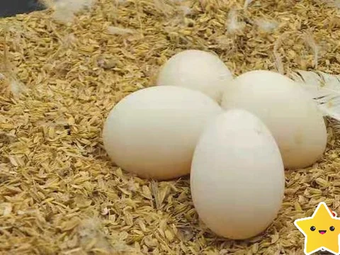 Buy Poultry Helper Super Easy To Use Super Durable Duck Breeding ...