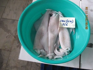 Buy Semi Needle Squid from ANGELPLUS SYNDICATE, India | Tradewheel.com