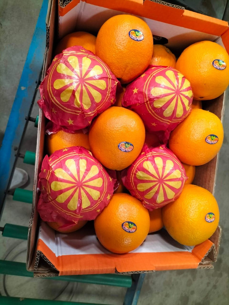 Buy Oranges, Fresh Fruits from Expert For Export Services, Egypt ...