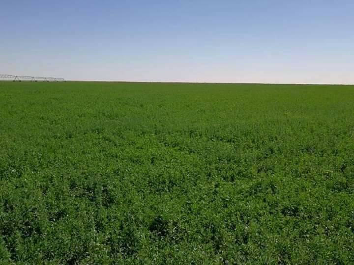 Buy Higher In Protein, Dried Alfalfa Hay, Best For Animal Feed from SEC ...
