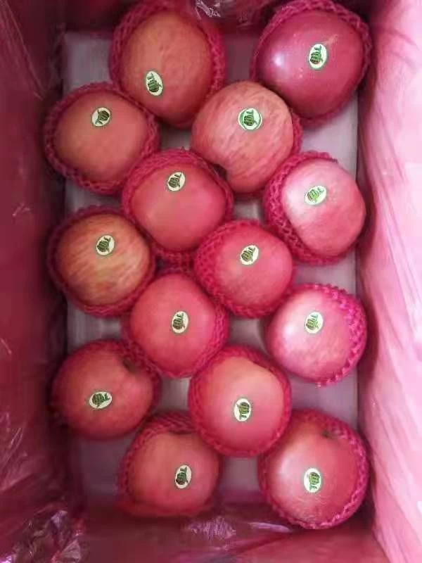 Buy Fresh Fuji Apple Of High Quality For Sale from Jining Pengjie Food ...