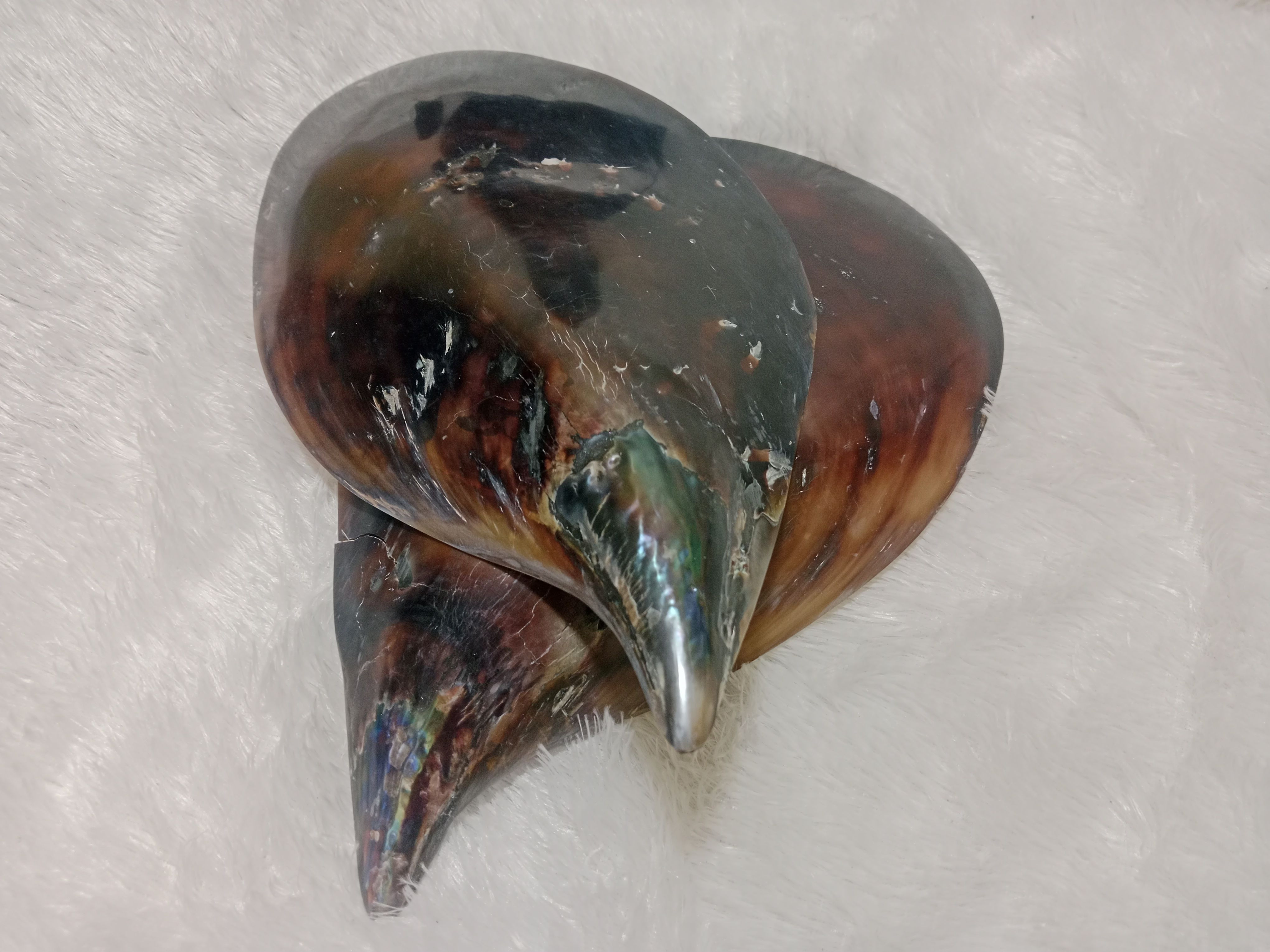 Buy Oyster Clamp from St. John's Exim, India | Tradewheel.com