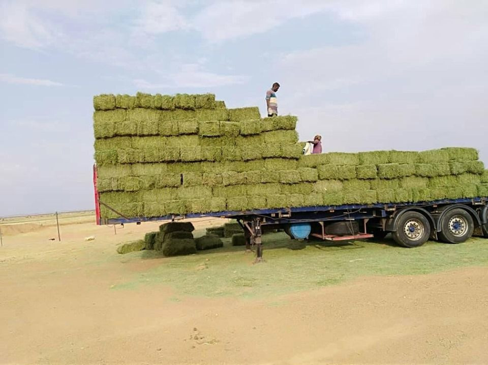 Buy Higher In Protein, Dried Alfalfa Hay, Best For Animal Feed from SEC ...