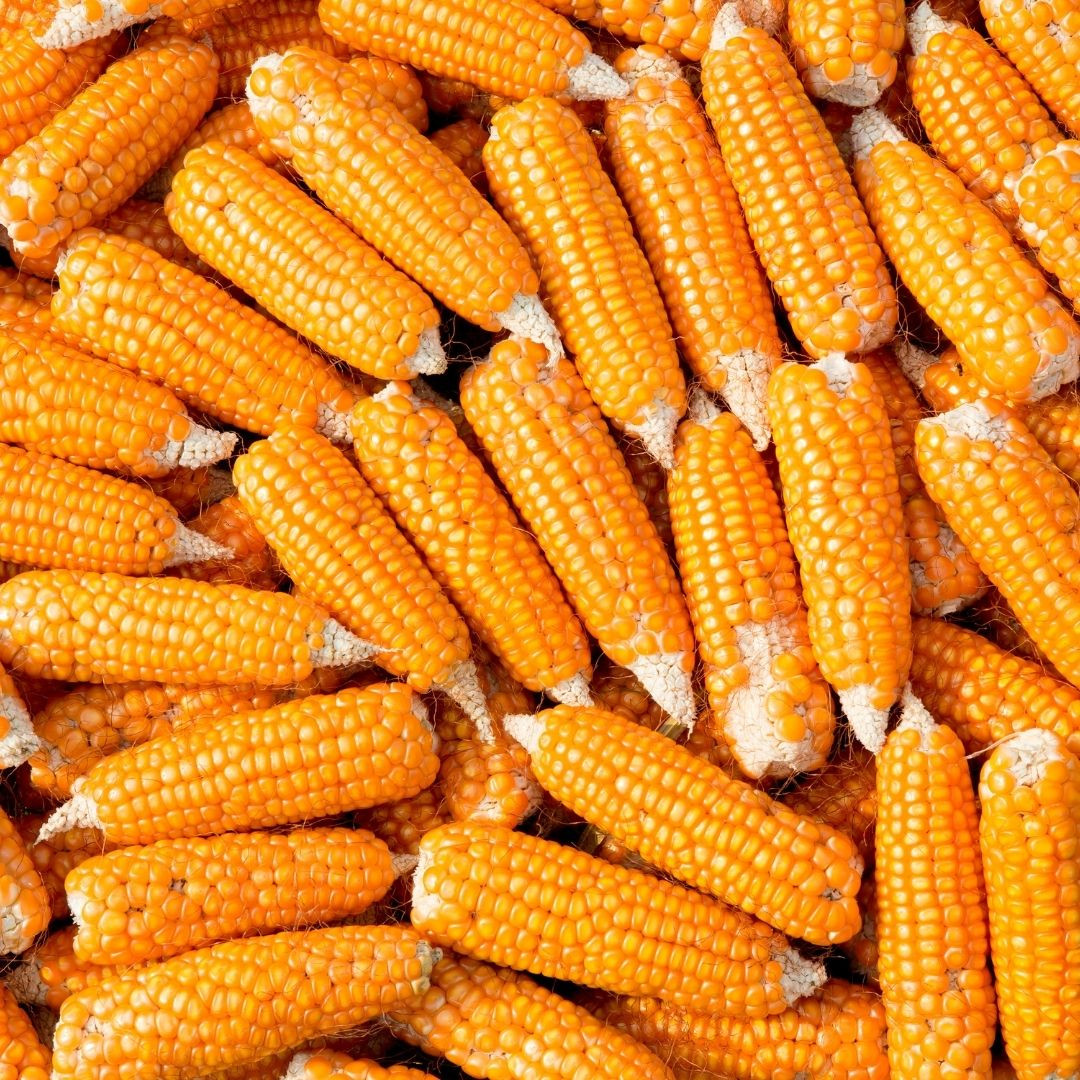 Buy Organic Sweet Yellow Corn For Human Consumption Non-gmo Yellow Corn ...