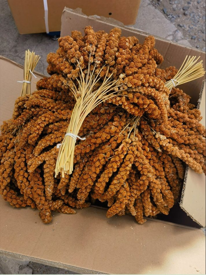 Buy Natural Bird Food Pet Food Red/yellow Millet Sprays For Hot Sale ...