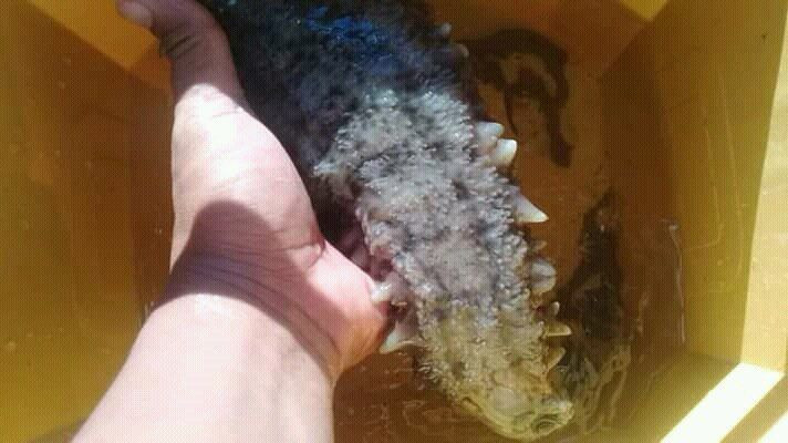 Buy Dried Sea Cucumber from Contafice Trading Advances Ltd, United ...