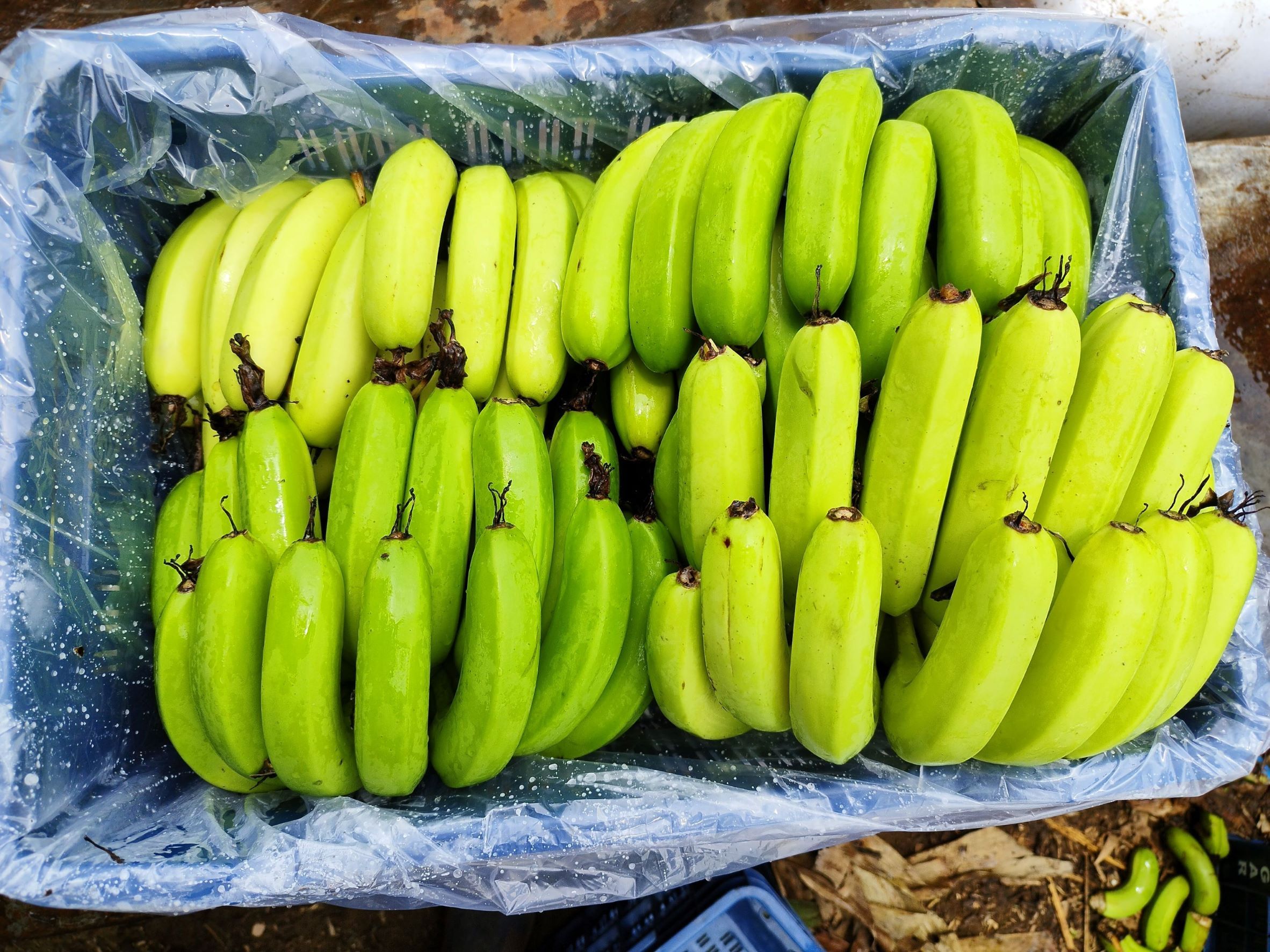 Buy Cavendish Banana from Patil Farms International, India | Tradewheel.com