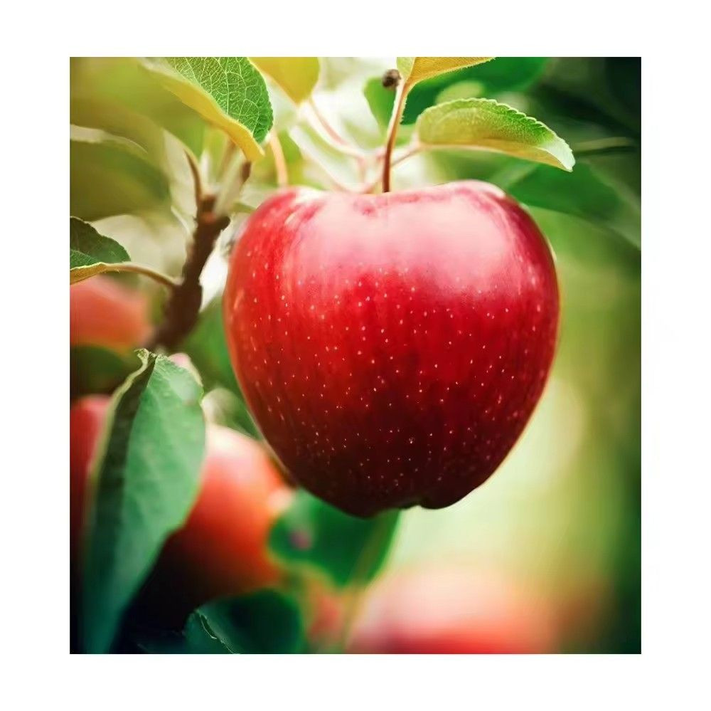 Buy Fresh Red Gala Apples Crisp And Sweet Delight from Yiyuan County ...
