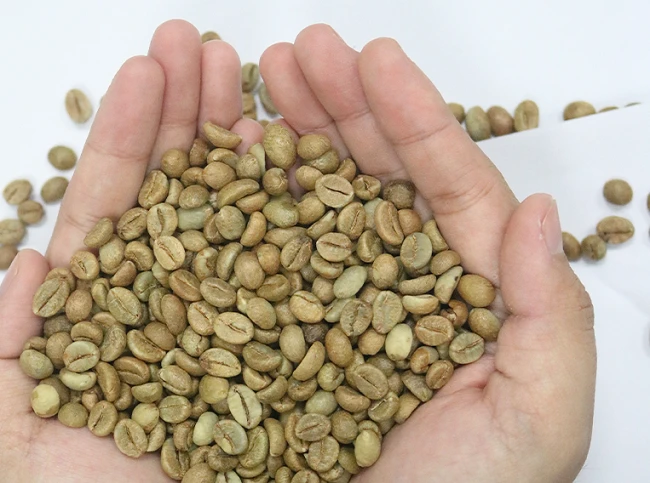 Buy Green Arabica / Robusta Coffee Beans from ZANCHO TRADING ...