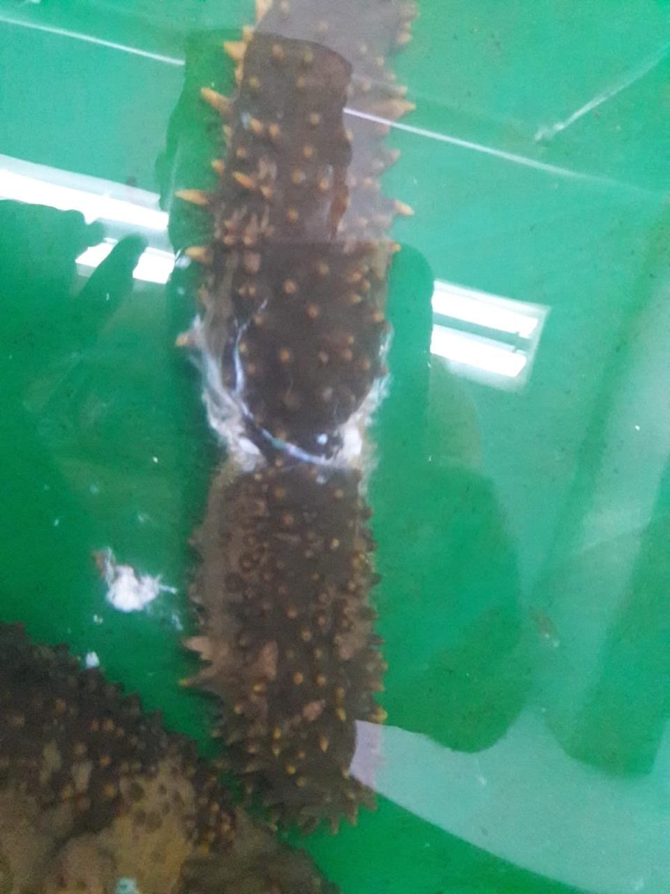 Buy Brown Sea Cucumbers Isostichopus Fuscus from Genesis Enterprises ...