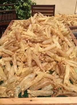 Buy Premium Quality Frozen Fish Maw from Unistar Group Pty Ltd, South ...