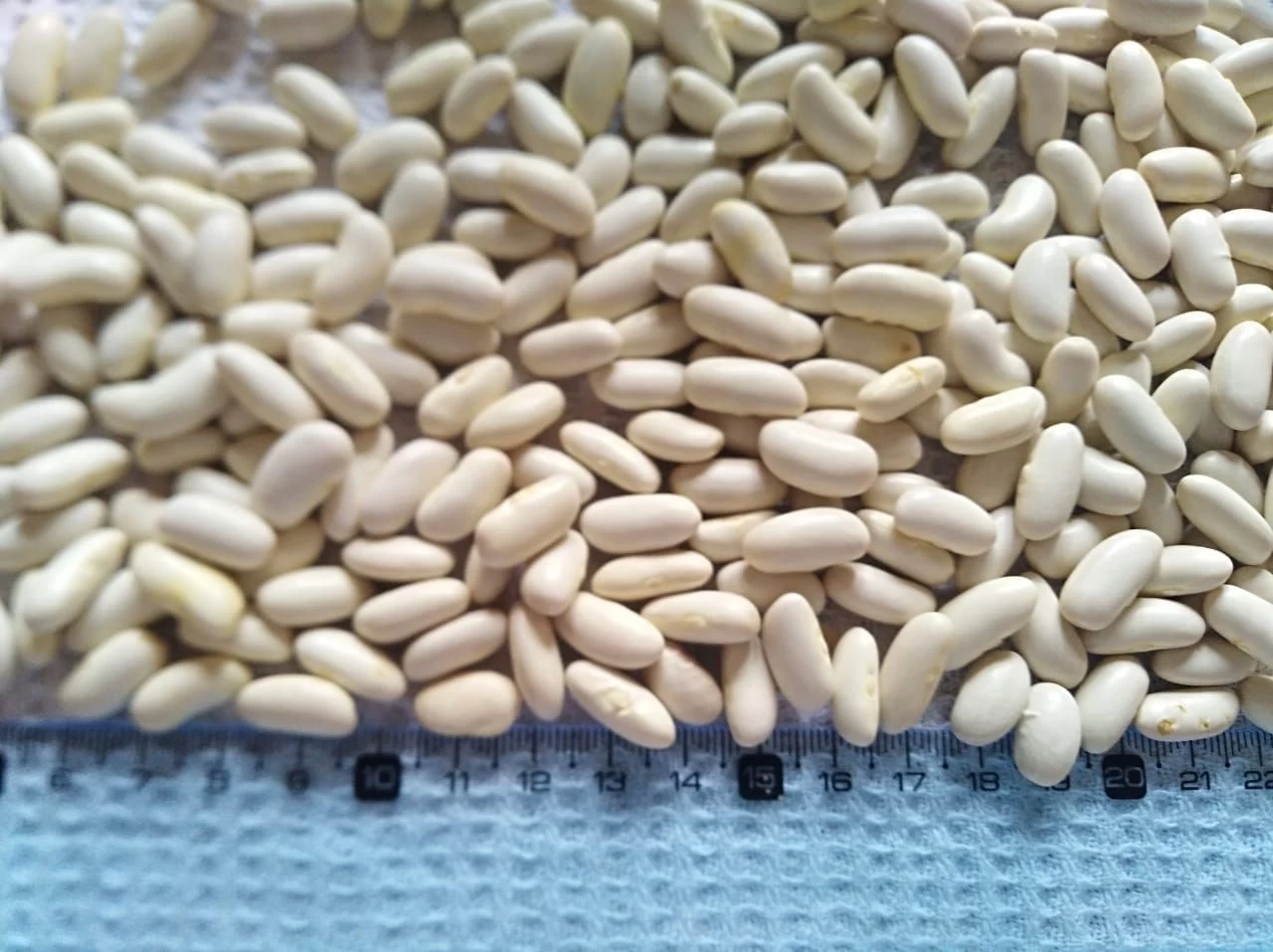 Buy Beans (white, Dark, Red Kidney, Light Kidney, Crenberry) from MDECA Group S.R.L., Argentina ...