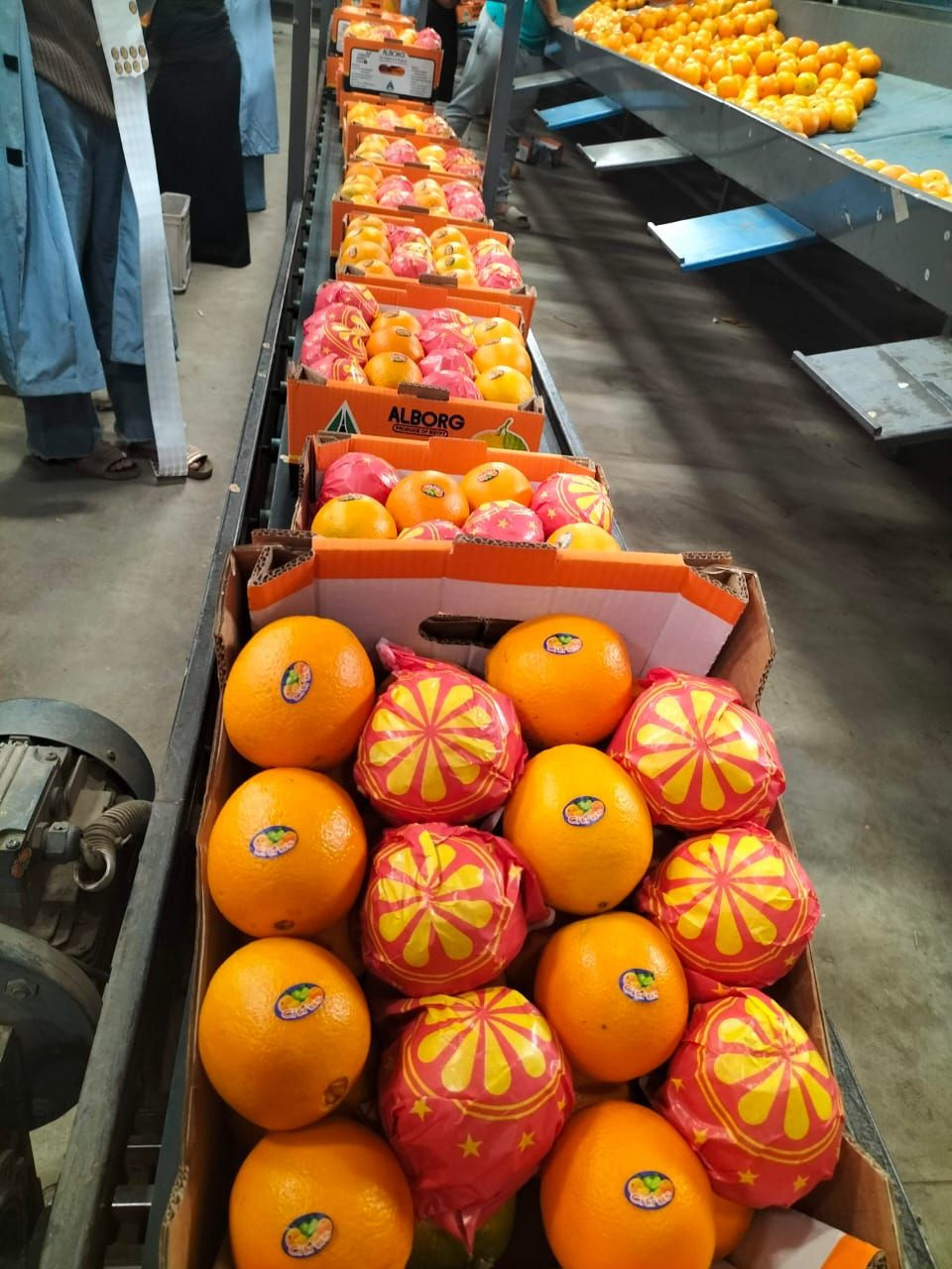 Buy Oranges, Fresh Fruits from Expert For Export Services, Egypt ...