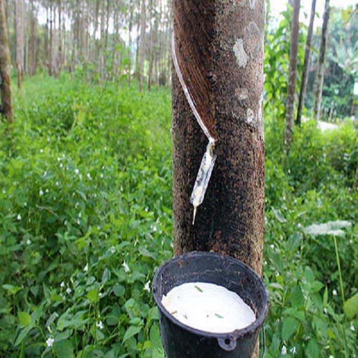 Buy Company Sell All Kind Of Natural Rubber Of Good Natural Rubber ...