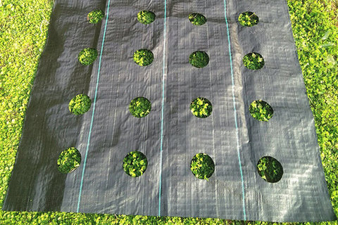 Buy Factory Greenhouse Pp Woven Weed Ground Cover Mesh Fabric ...