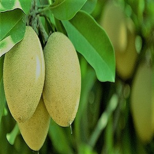 Buy Fresh Indian Chikoo From India from VENSAI EXPORTS, India ...