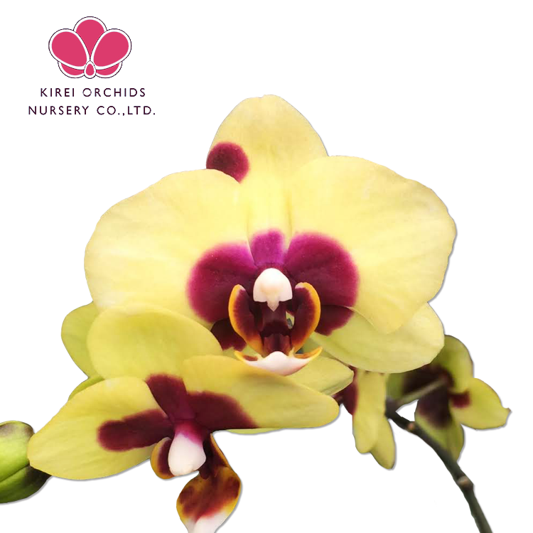 Buy Green Panda Phalaenopsis Orchids Flask Seedlings from KIREI ORCHIDS ...