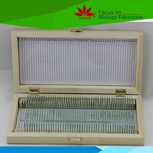 Buy Individual Broad Bean Leaf Epidermis W.m Botany Microscope Prepared ...