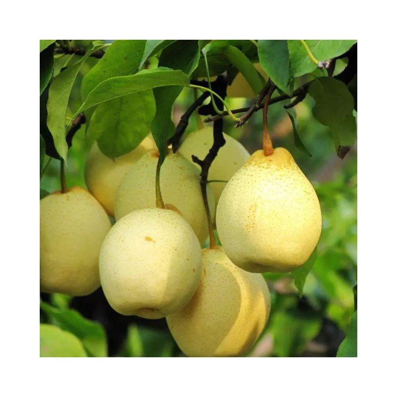Buy Supply Chinese Fresh Pear Fruits Snow Asian Pear Super Pear from ...