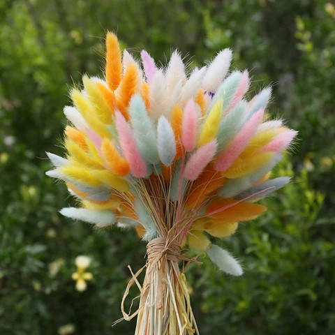 Buy Yunnan Factory Wholesale Natural Flower Rabbit Tail Grass Colorful ...