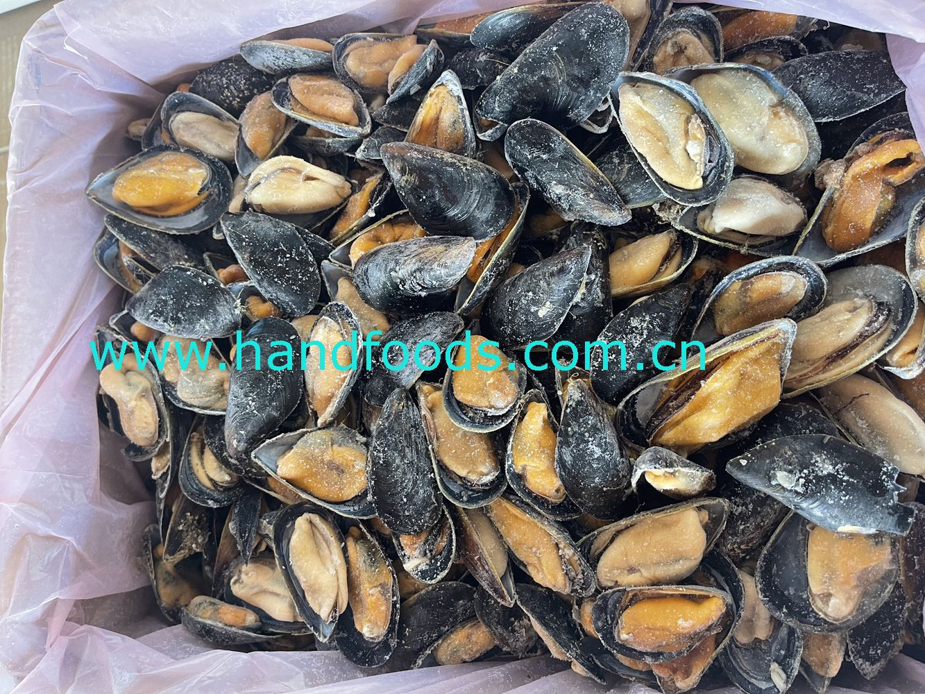 Buy Frozen Cooked Half-shell Blue Mussel from Hand Foods (Dalian) Co ...