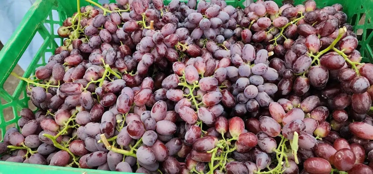 Buy Egyptian Fresh Crimson Grapes Seedless from Green Agro Exports ...