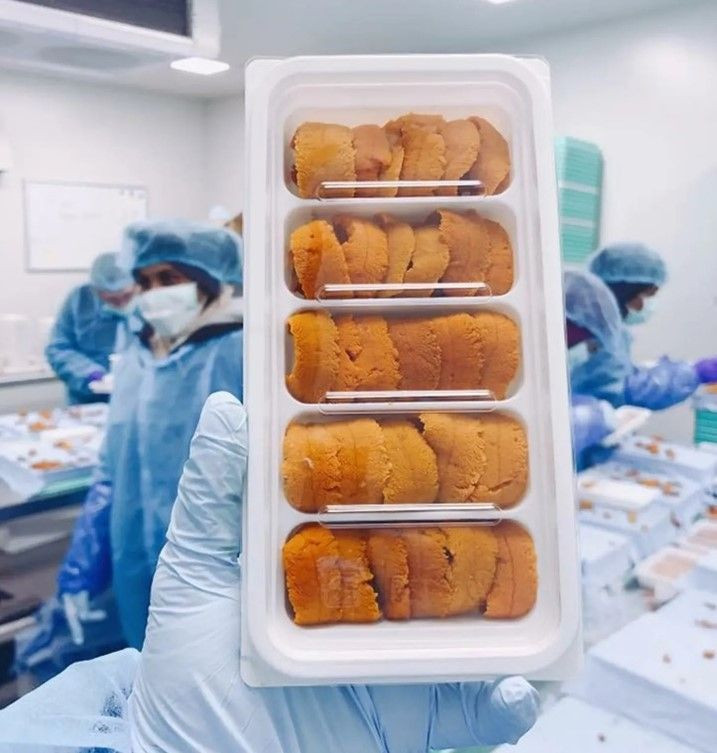 Buy Sea Urchin Roe From Australia from Avid One Australia, Australia ...