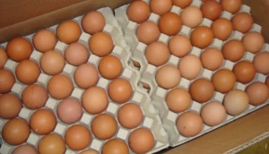 Buy Wholesale Broiler Hatching Eggs Ross 308 And Cobb 500 from MARIOX ...