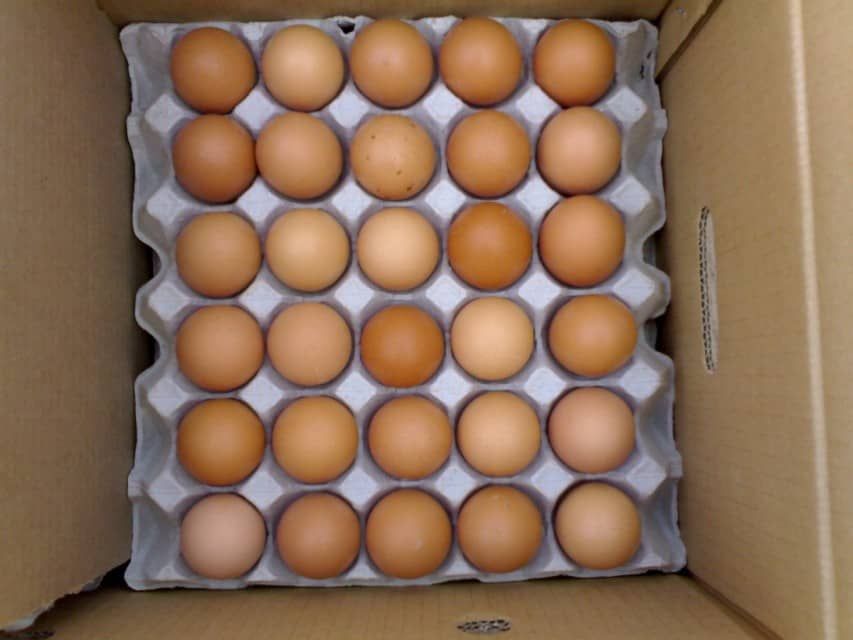 Buy Wholesale Broiler Hatching Eggs Ross 308 And Cobb 500 from MARIOX ...