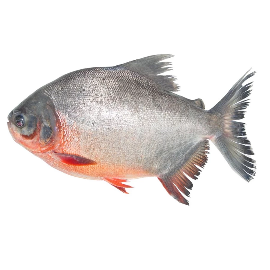 Buy Seafood Wholesale Frozen Fish Red Pomfret from Qingdao Harmony ...