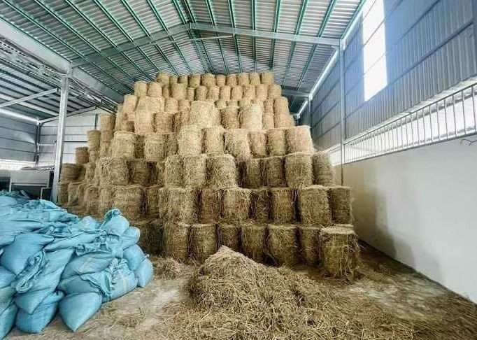Buy Straw Hay Bales Best Wheat Hay Bales Alfalfa Animal Feed For Sale ...