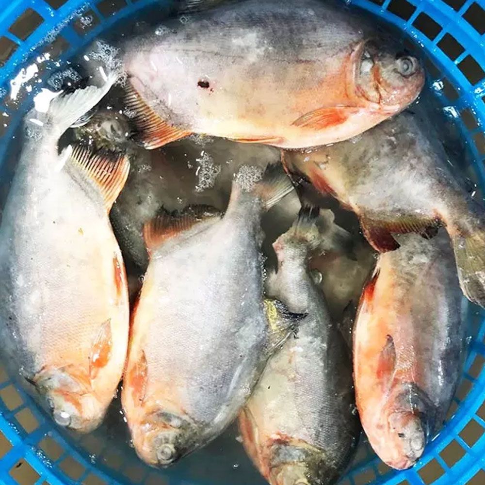 Buy Seafood Wholesale Frozen Fish Red Pomfret from Qingdao Harmony ...