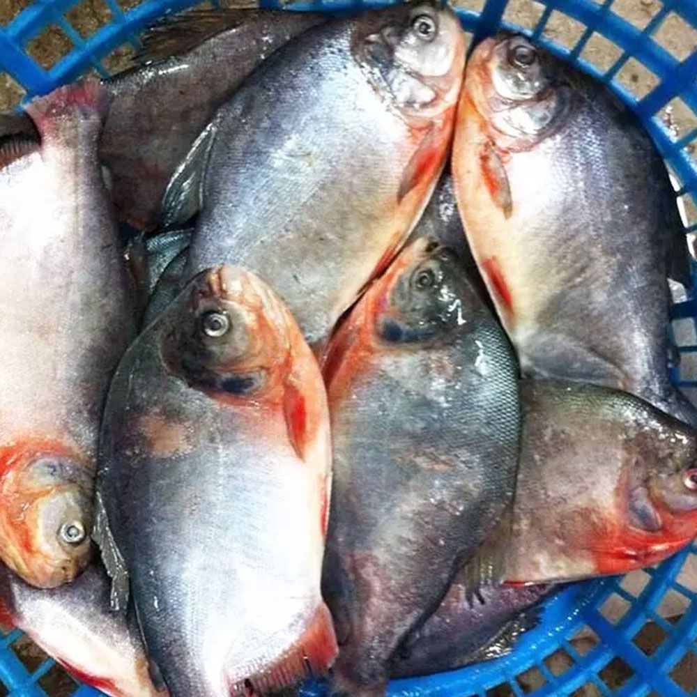 Buy Seafood Wholesale Frozen Fish Red Pomfret from Qingdao Harmony ...