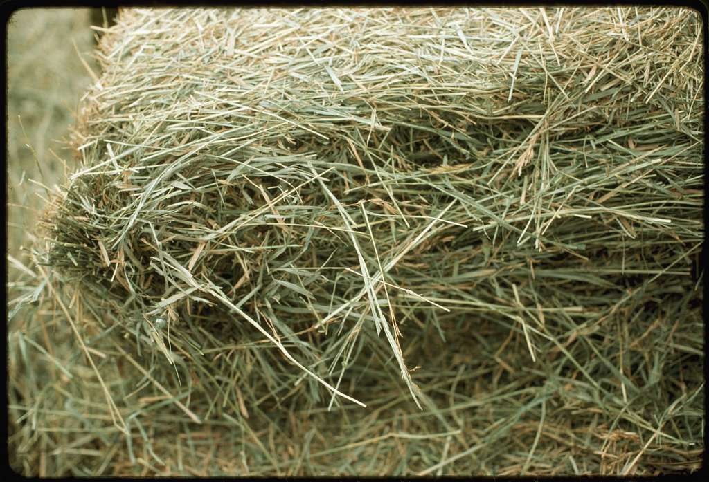Buy Rhodes Hay / Timothy Hay from Canaforge Corporation, Canada ...