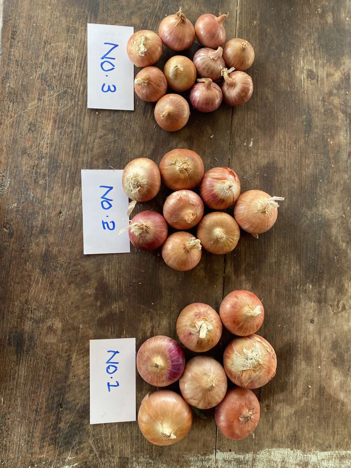 Buy Freshly Harvested Onions (red & Yellow) from MIN LATT COMPANY ...