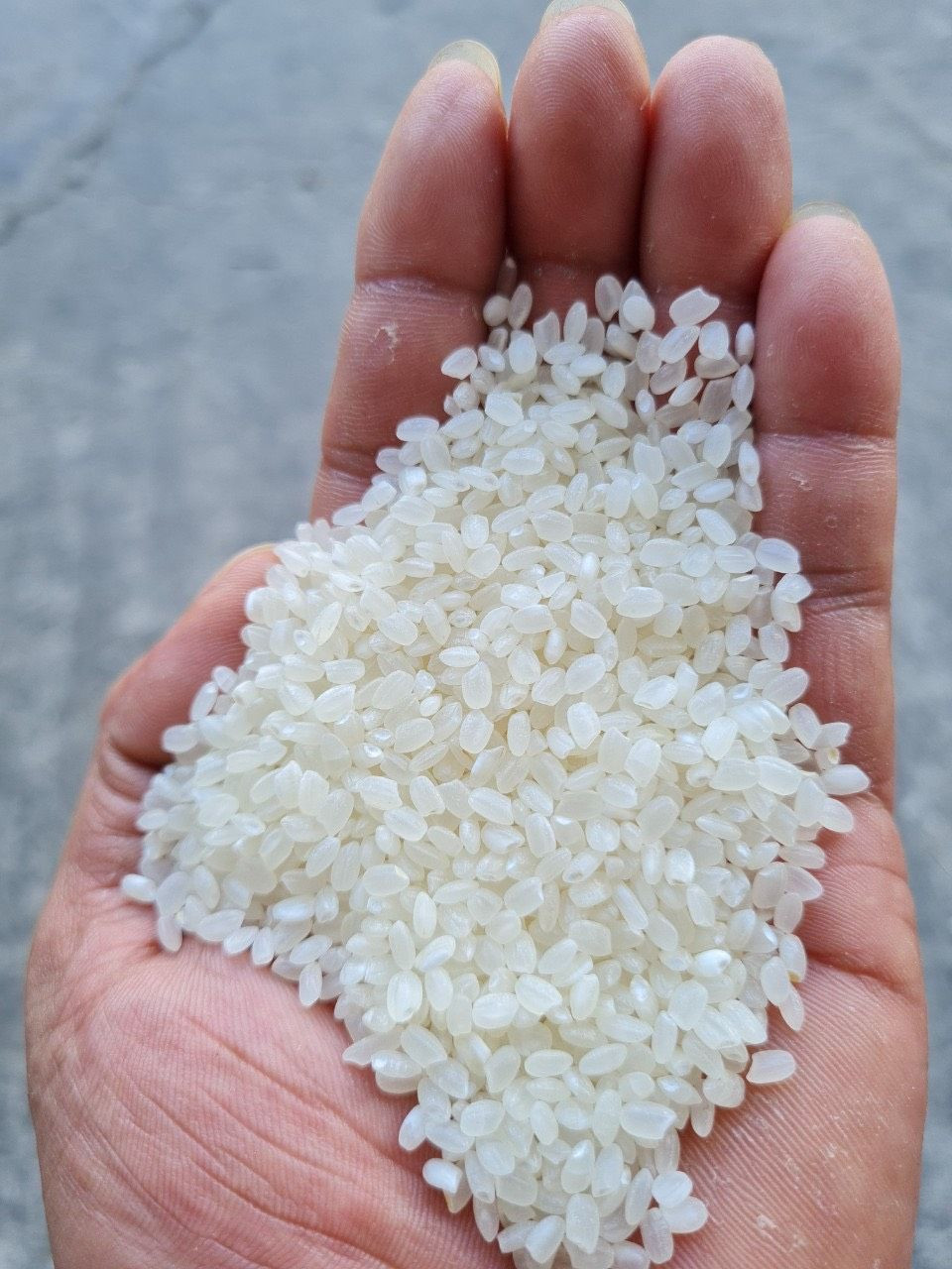 Buy Japonica Rice (sushi Rice) from Sunrise Ins Group, Vietnam | Tradewheel.com