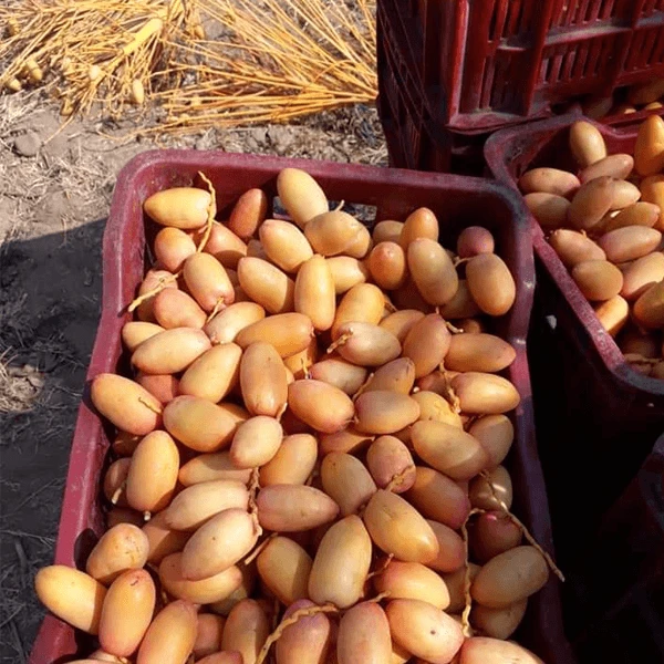 Buy Samani Dates from Elbardy for export, Egypt | Tradewheel.com