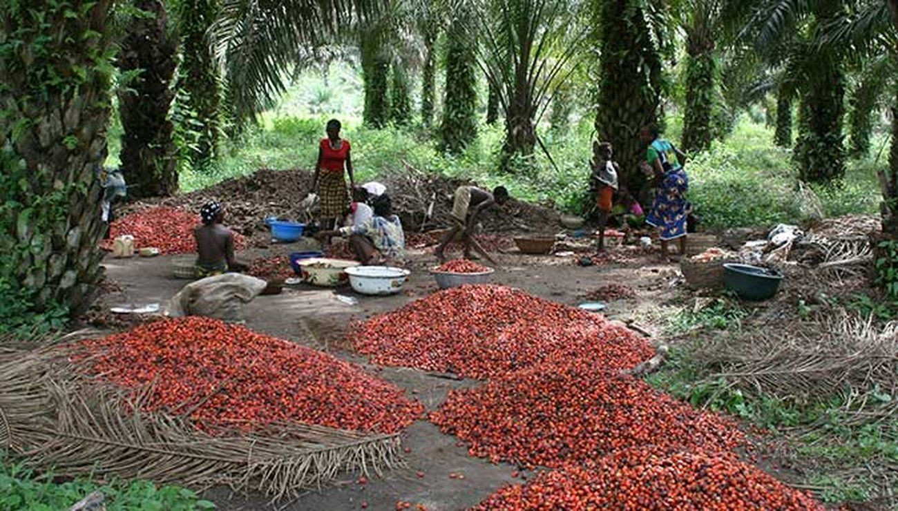 Buy Premium Palm Nuts And Pure Palm Oil: Embrace The Richness Of Nature ...