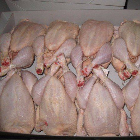 Buy Frozen Chicken Parts from si-holdingaps, USA | Tradewheel.com