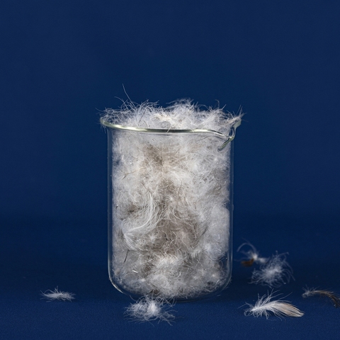 Buy 70% Free Sample China Filling Material Quality Feather Down Washed ...