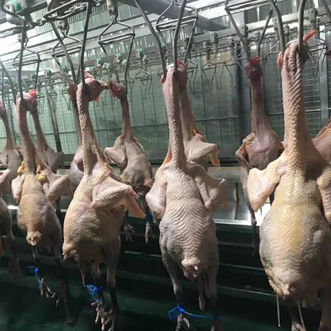 Buy Automatic Poultry Mini Chicken Slaughtering Machine Line House ...