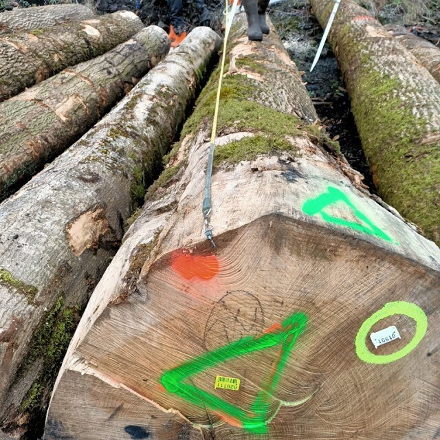 Buy European Ash Wood Oak Cypress Log Iroko Logs from CHYR PERNG CO ...