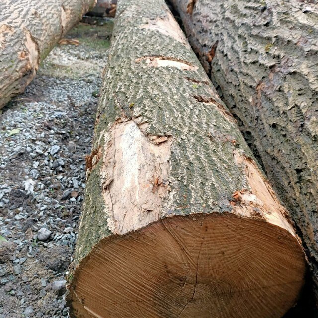 Buy European Wood Red Oak Padouk Log White Ash Sawn Logs from CHYR ...
