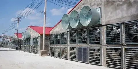 Buy Poultry Helper Broiler Chicken Brooder Cage With Manure Belt For ...