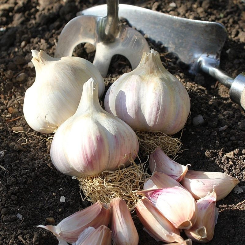 Buy Organic Hardneck Garlic Grown In Fertile Soil from Afrivet Trading ...
