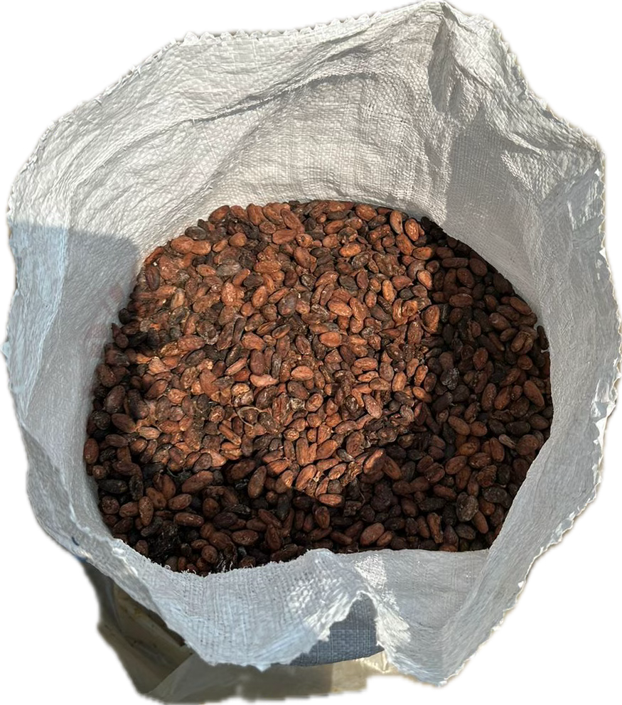 Buy Forastero Cocoa Beans from Pearson Cassanga Coffee & Cocoa Co, USA ...