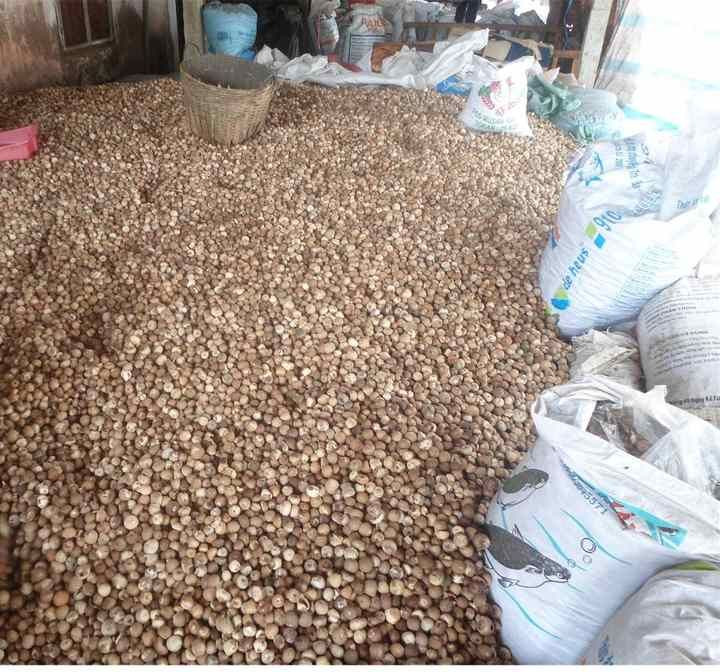 Buy Betel Nuts from Tropical Line Trading, South Africa | Tradewheel.com